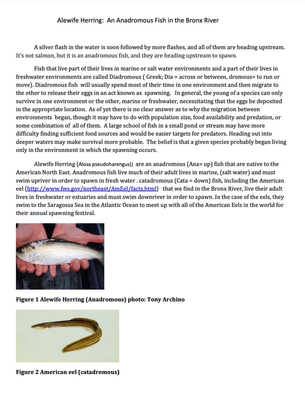 Alewife Herring: An Anadromous Fish in the Bronx River - Bronx River ...