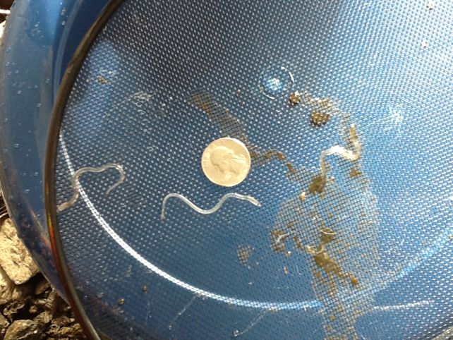 Eel pass completed on the Bronx River! - Bronx River Alliance